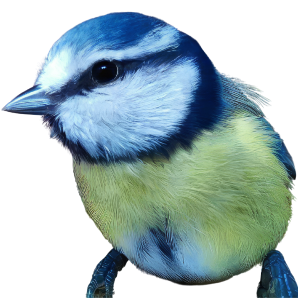 Live Bird Cams | Nest Box Live